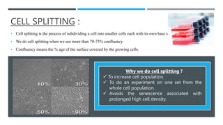 MTT Assay (cell spiltting + cell counting) | PPT