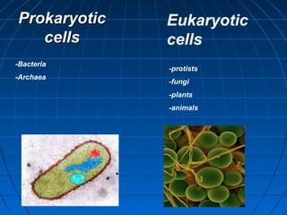 Cells powerpoint | PPT