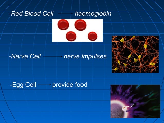 Cells powerpoint | PPT