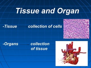 Cells powerpoint | PPT