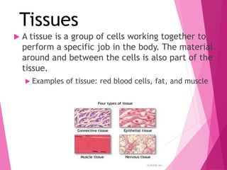 Cells powerhouse carpenter.pptx