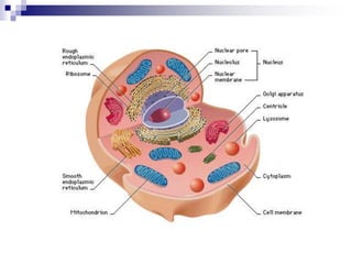 cells ppt.ppt