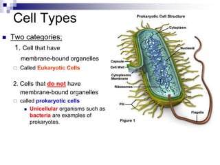 cells ppt.ppt
