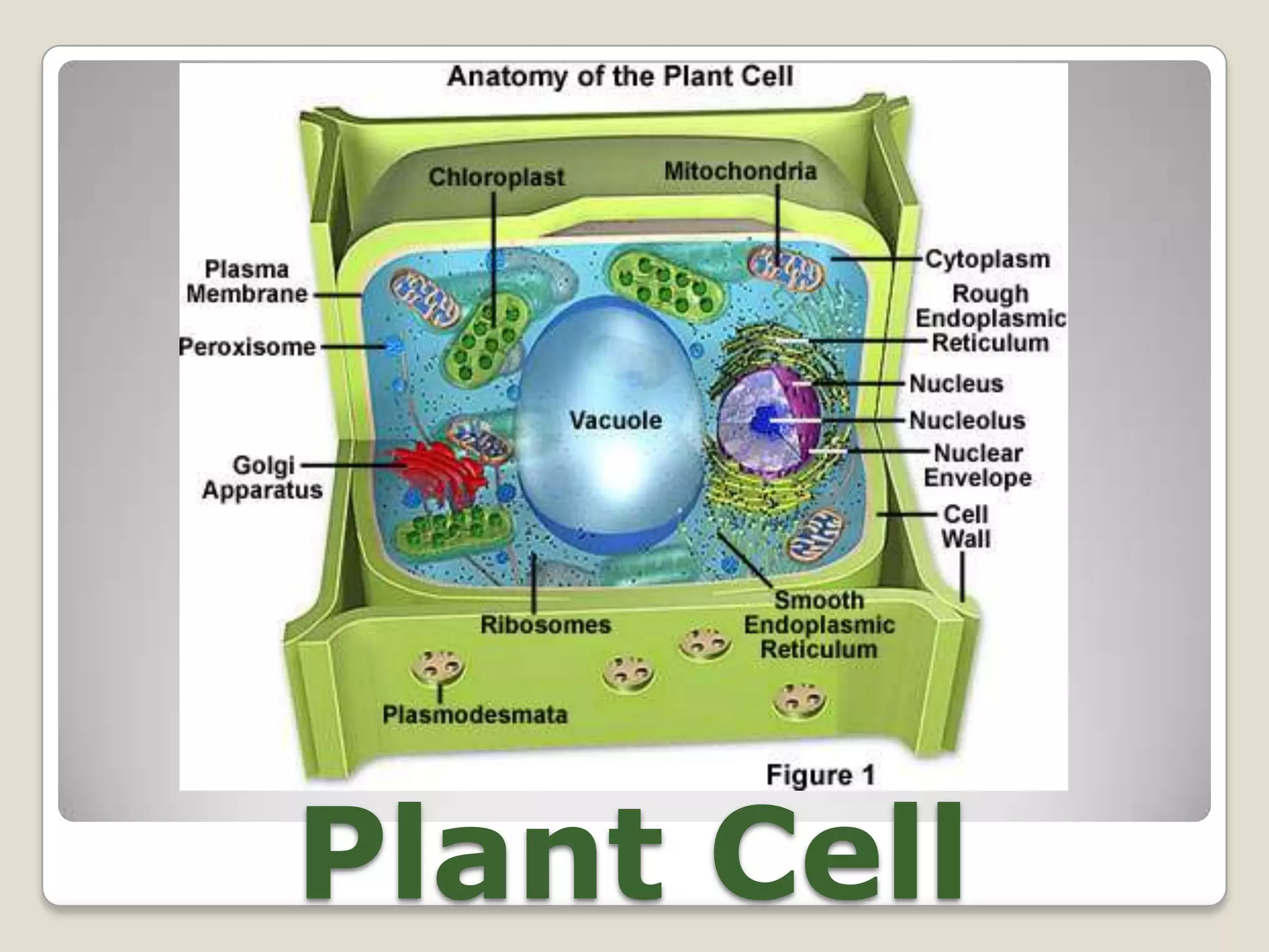 Cells ppt.presentation | PPTX