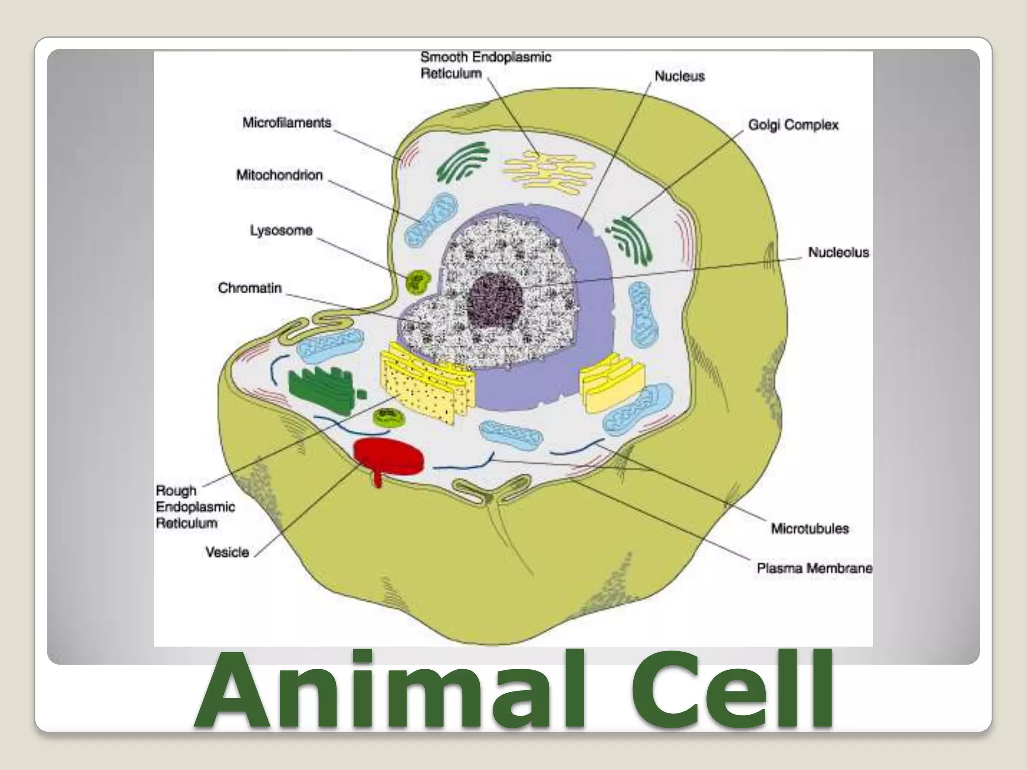 Cells ppt.presentation | PPTX