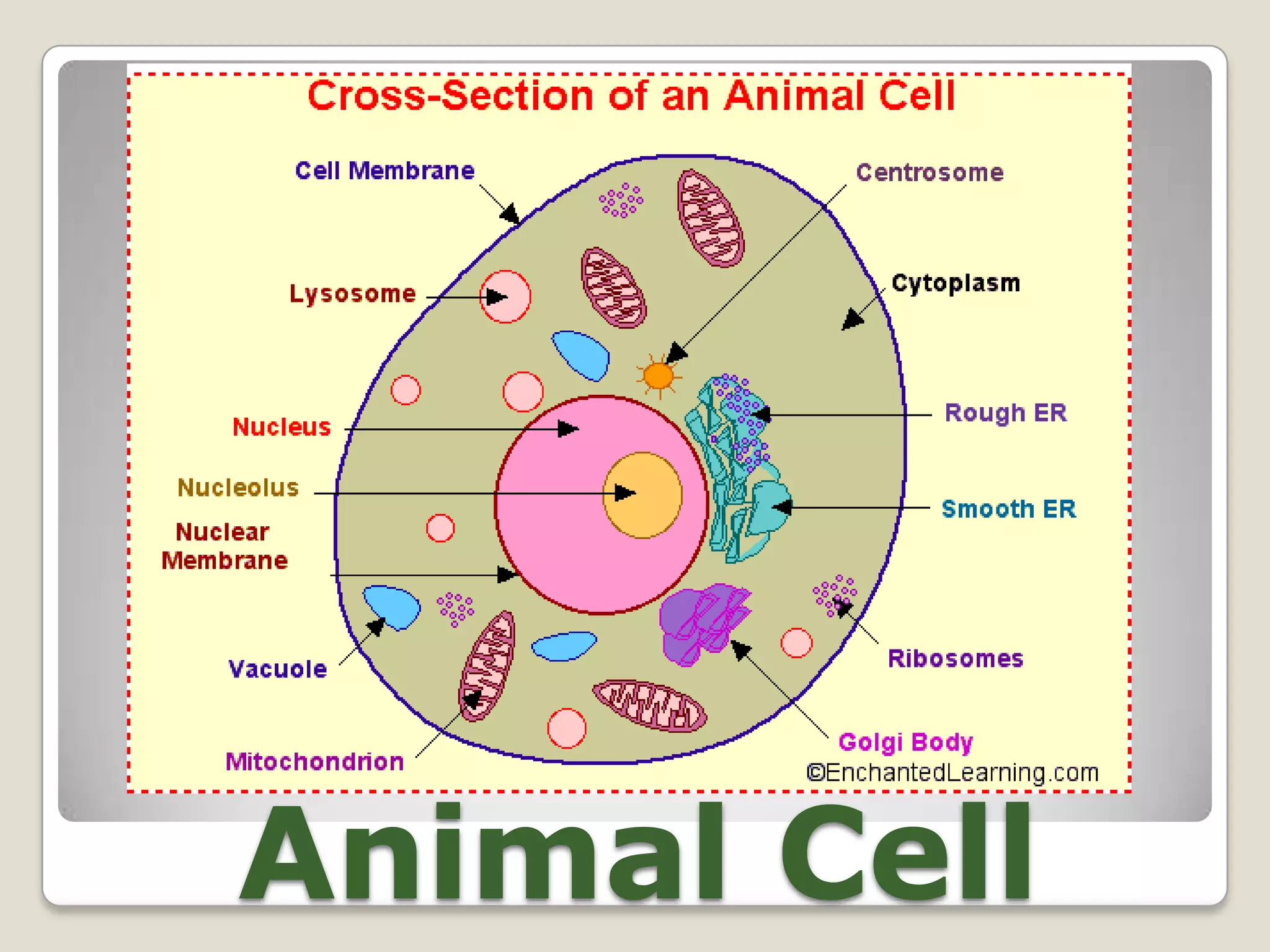 Cells ppt.presentation | PPTX