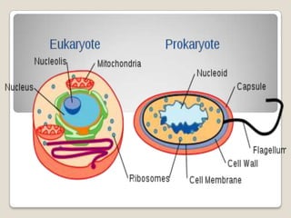 Cells ppt.presentation | PPTX