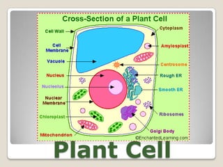 Cells ppt.presentation | PPTX
