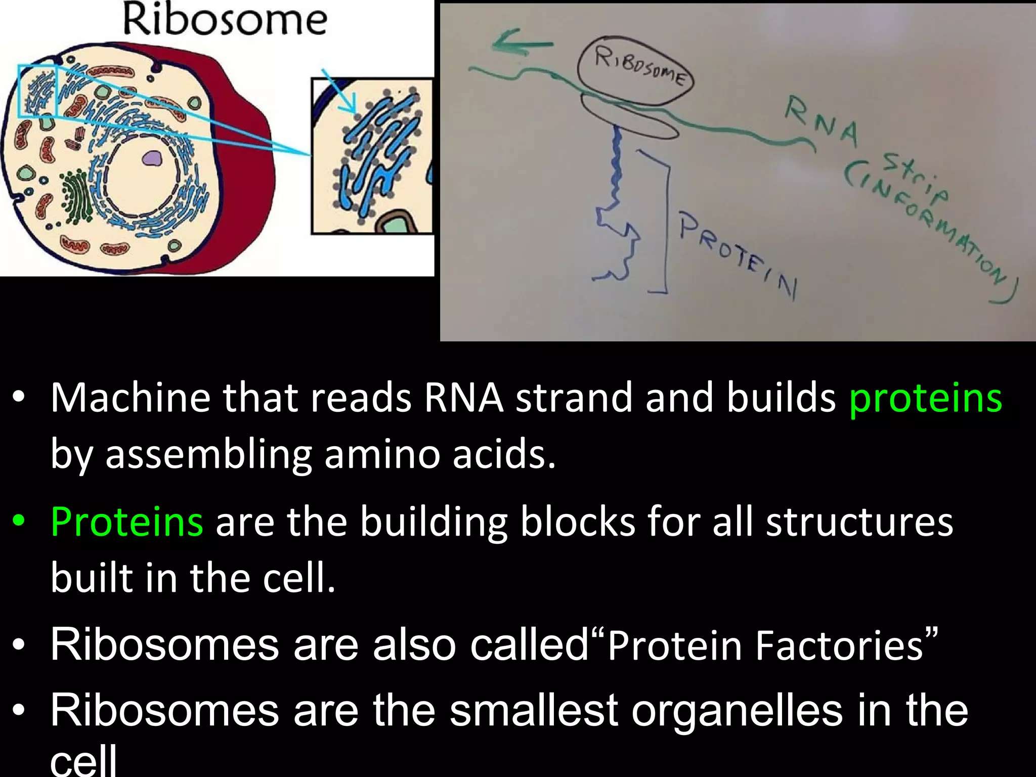 Cell Biology Notes | PPT