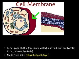 Cell Biology Notes | PPT
