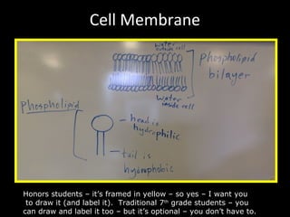 Cell Biology Notes | PPT