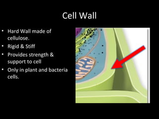 Cell Biology Notes | PPT