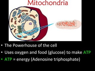 Cell Biology Notes | PPT