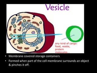 Cell Biology Notes | PPT