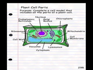 Cell Biology Notes | PPT