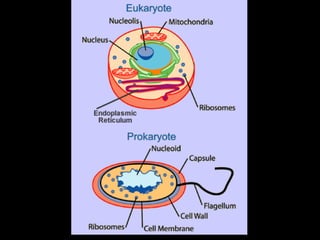 Cell Biology Notes | PPT