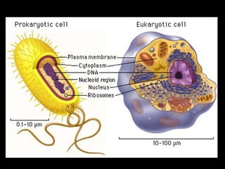 Cell Biology Notes | PPT