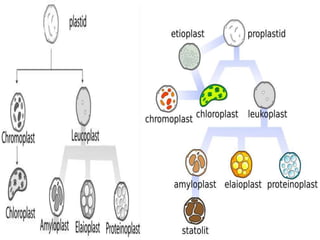 Leukoplast In Cells