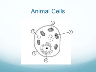 Cells Review Quiz for fifth grade | PPTX