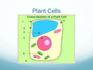Cells Review Quiz for fifth grade | PPTX