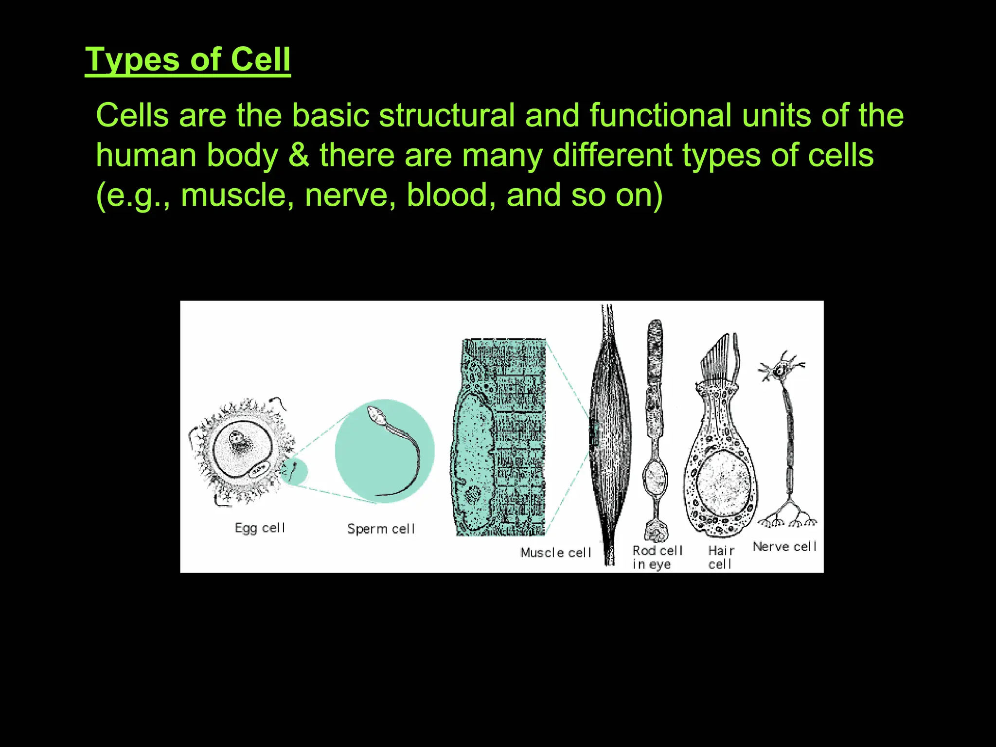 cells_slides.pdf
