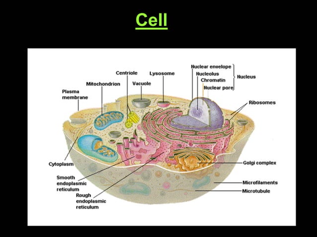 cells_slides.pdf