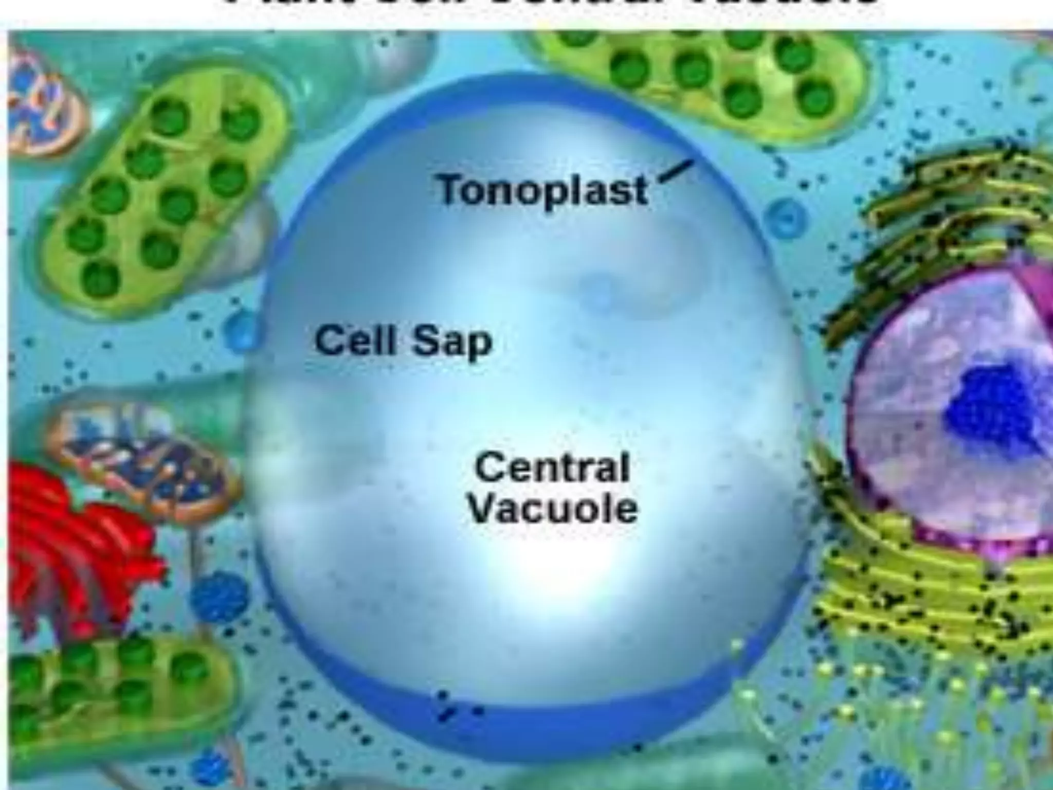 Cells (Structure and Function) | PPTX | Biological Sciences | Science