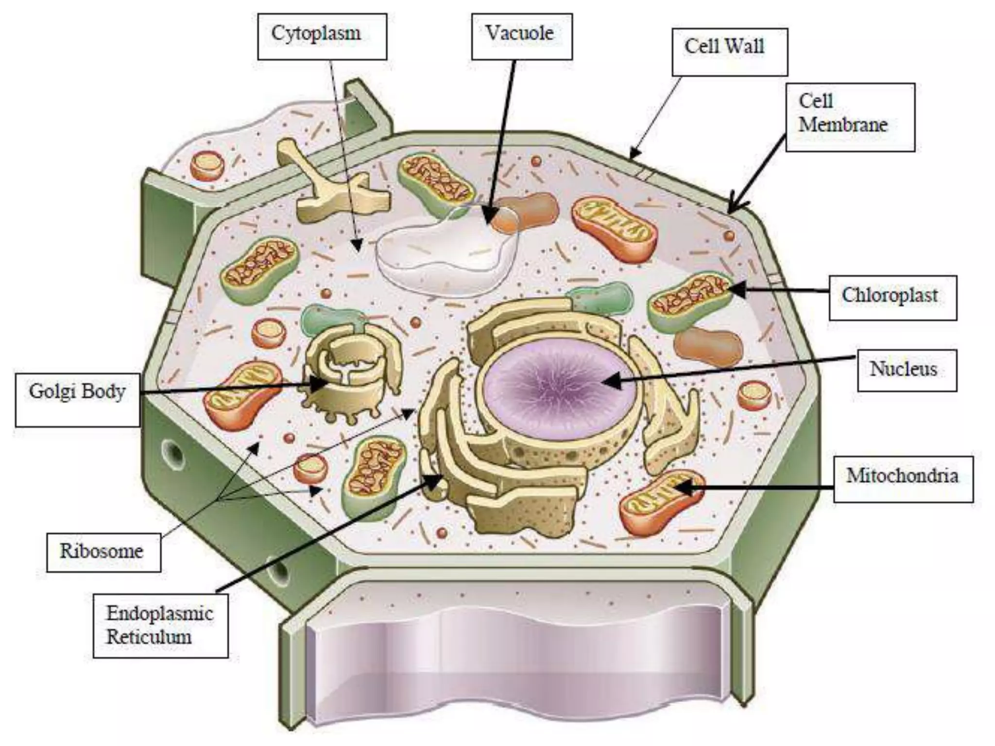 Cells (Structure and Function) | PPTX | Biological Sciences | Science