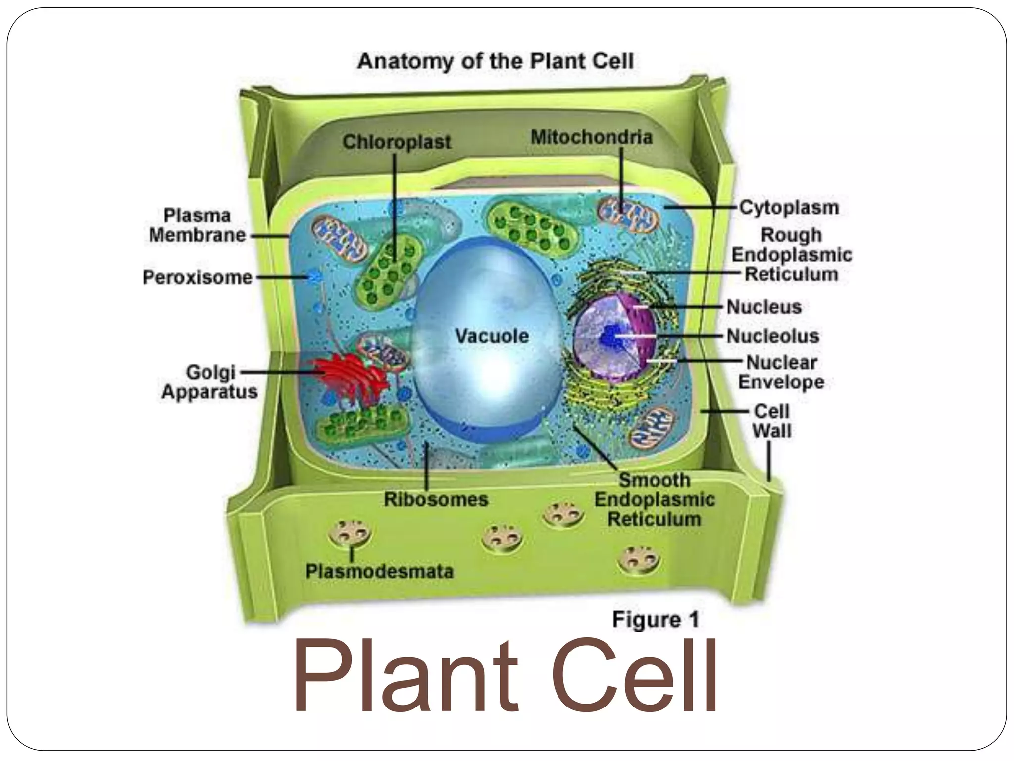 Cells (Structure and Function) | PPTX | Biological Sciences | Science