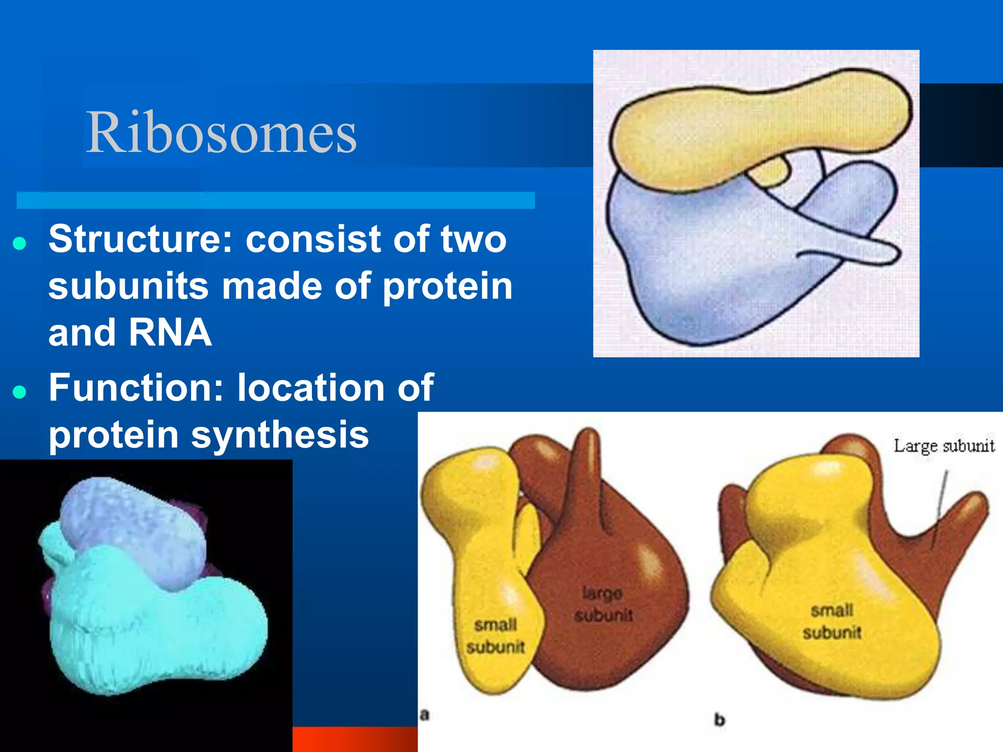 Cells Structure and Function.ppt.pptx