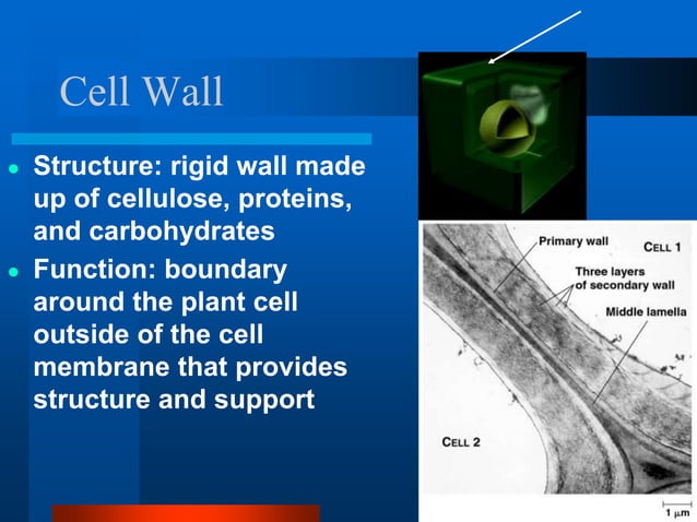 Cells Structure and Function.ppt.pptx