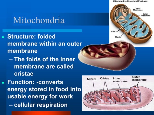 Cells Structure and Function.ppt.pptx