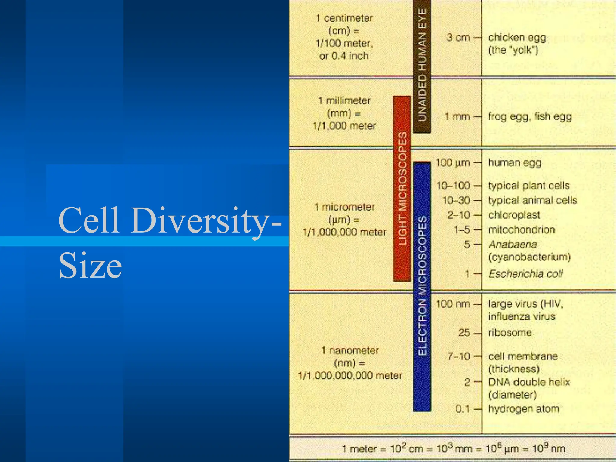 Cells Structure and Function.ppt.pptx
