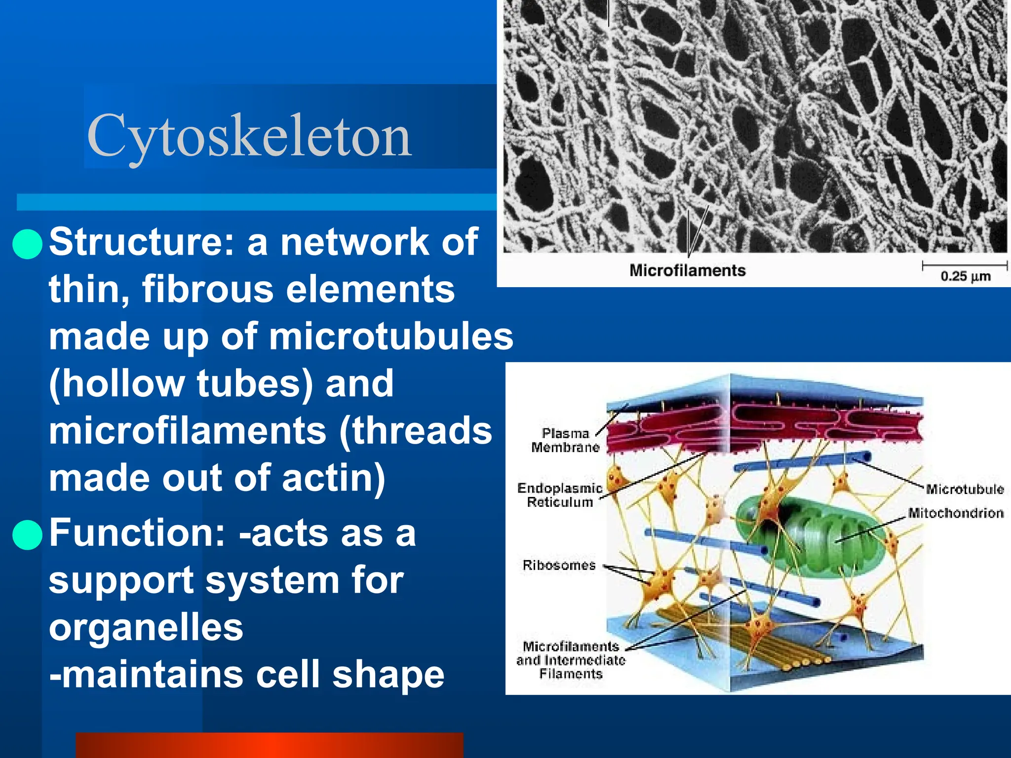 Cells Structure and Function.ppt (1).pptx