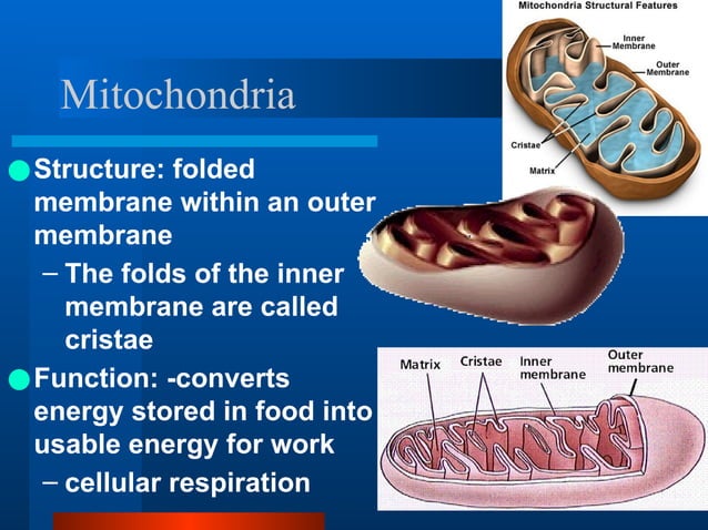 Cells Structure and Function.ppt (1).pptx