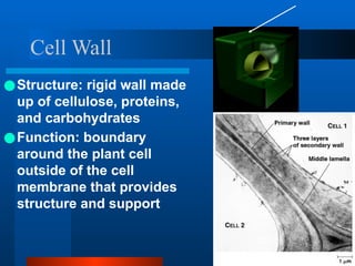 Cells Structure and Function life.ppt.pptx