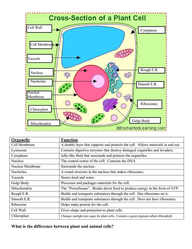 Cells Study Guide.pdf