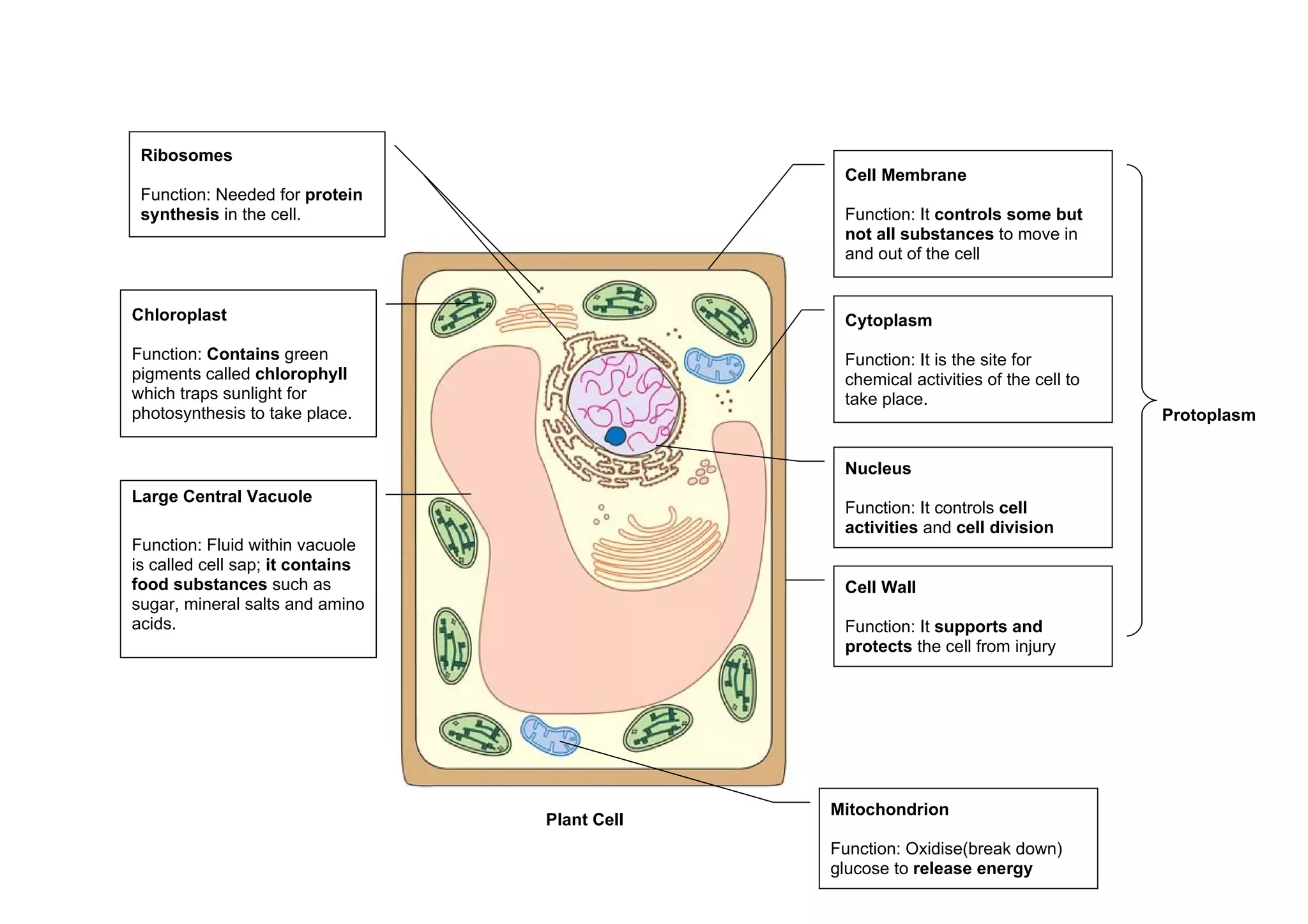 Cells summary | PPT