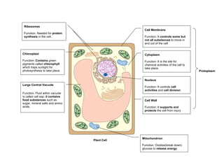 Cells summary | PPT