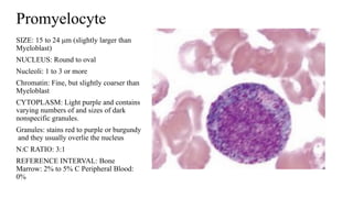 Cell Stages.pptx or the stages of erythrocyre cells | PPTX
