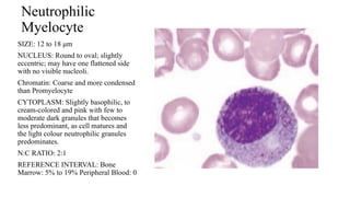 Cell Stages.pptx or the stages of erythrocyre cells | PPTX