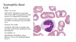 Cell Stages.pptx or the stages of erythrocyre cells | PPTX