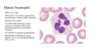 Cell Stages.pptx or the stages of erythrocyre cells | PPTX