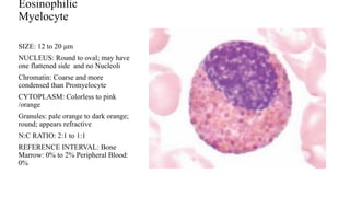 Cell Stages.pptx or the stages of erythrocyre cells | PPTX
