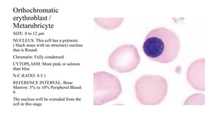 Cell Stages.pptx or the stages of erythrocyre cells | PPT
