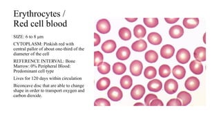 Cell Stages.pptx or the stages of erythrocyre cells | PPTX