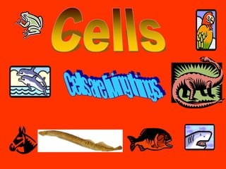 cells The Basic Unit of Life.ppt