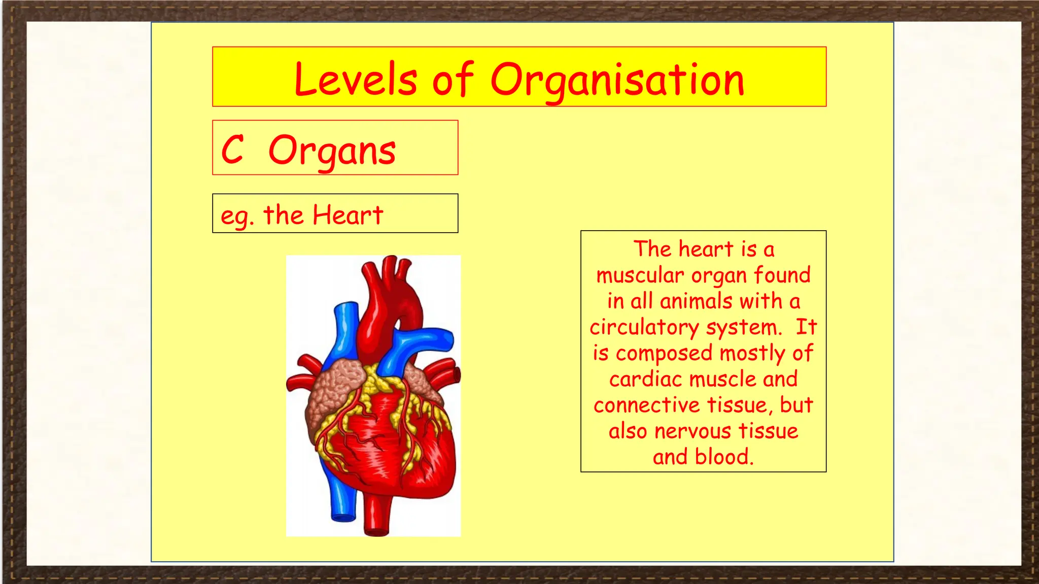 Cells, Tissues and Organs International GCSE Biology | PPTX