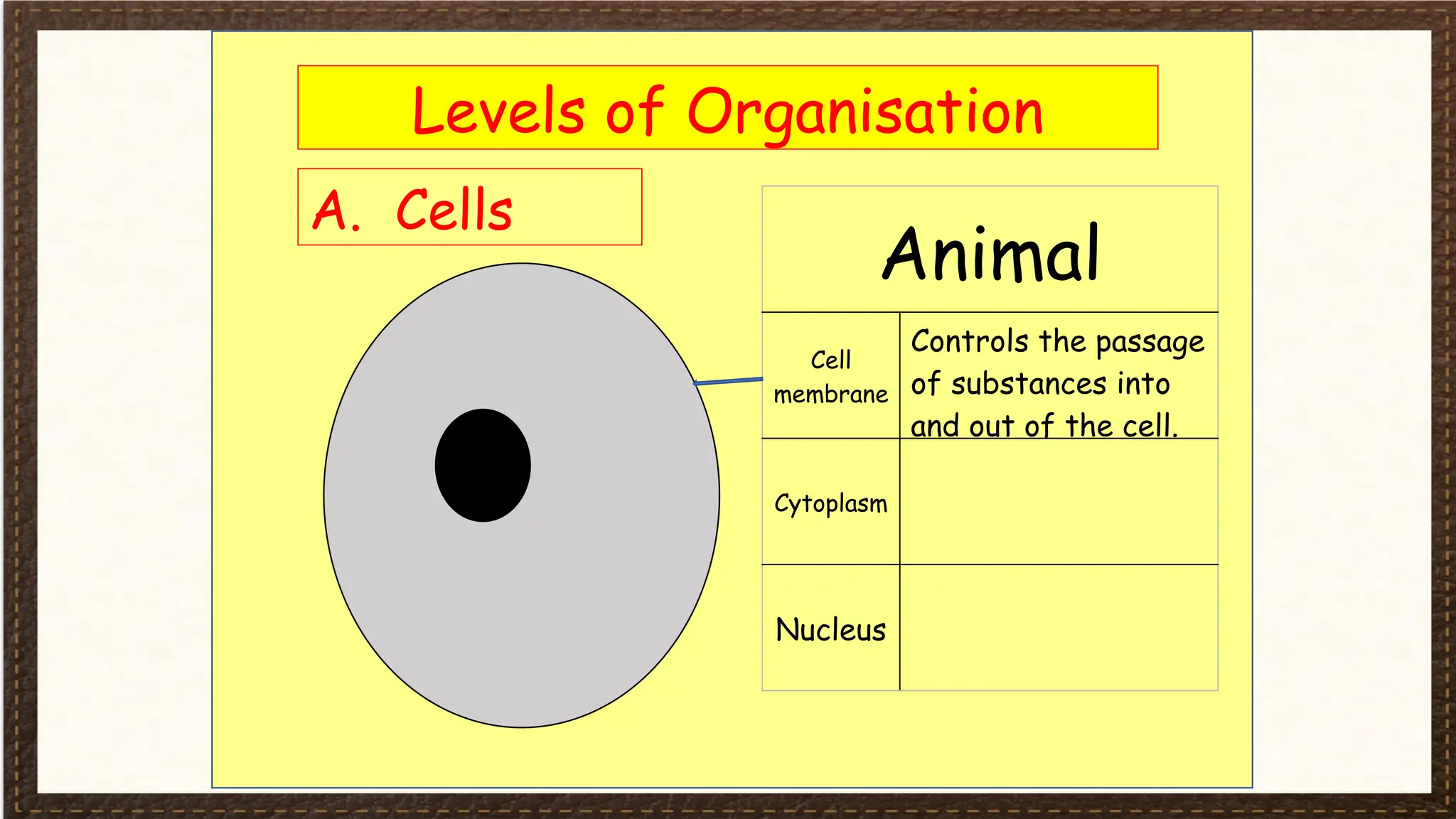 Cells, Tissues and Organs International GCSE Biology | PPTX