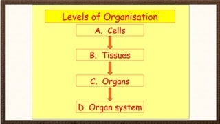 Cells, Tissues and Organs International GCSE Biology | PPTX